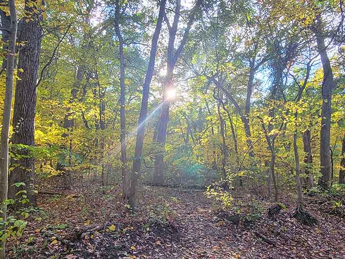 Sunlight filtering through the trees on the trail creates that magical movie-moment lighting we all chase.