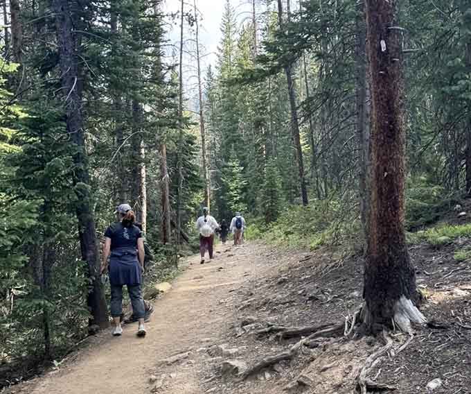 The well-worn path winds through towering evergreens, inviting you deeper into Rocky Mountain National Park's wilderness.
