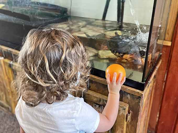 Nothing beats that moment when a curious toddler meets a turtle and discovers wonder through glass.