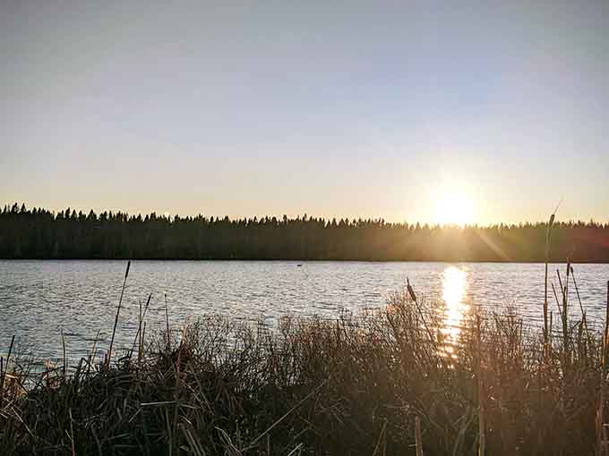 Sunset transforms the water into liquid gold, with silhouetted pines standing guard like nature's sentinels watching.
