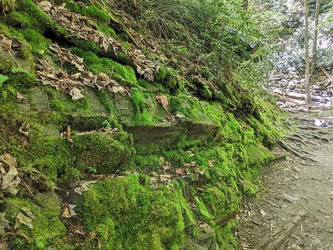Mother Nature's green velvet wallpaper clings to stone like she's redecorating for the most exclusive woodland dinner party imaginable.
