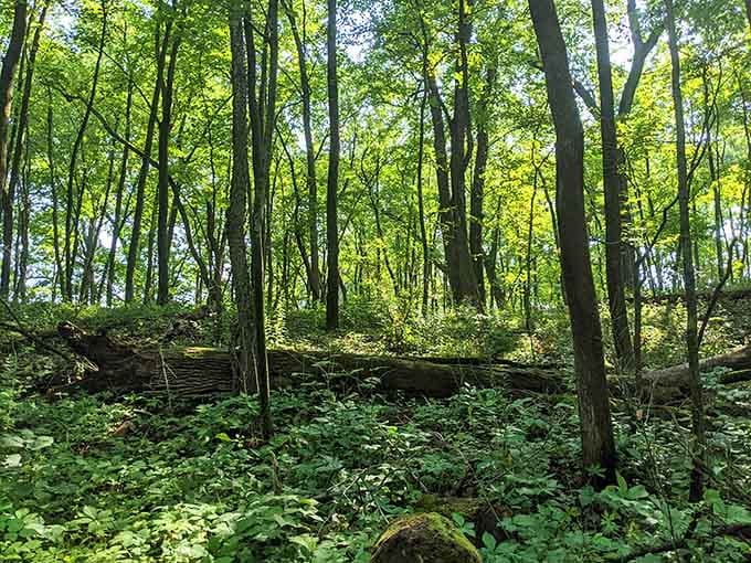 These woods are so lush and green, you half expect a fairy tale character to wander out any moment.