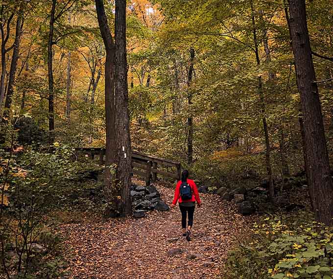 Fall foliage transforms the trail into nature's own cathedral, with golden light filtering through leaves like stained glass windows.