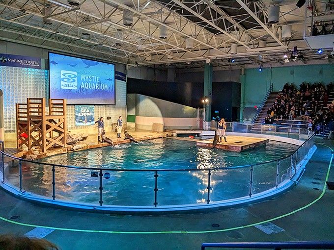 The Marine Theater is where sea lions and seals become the stars of a show that's better than most Netflix specials.