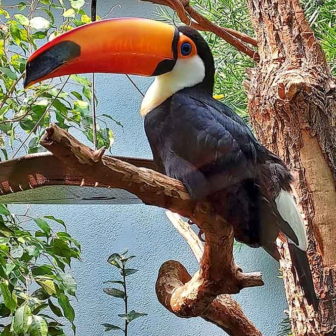 That beak isn't a mistake of nature. The Toco Toucan is basically proof that birds have better fashion sense than most of us.
