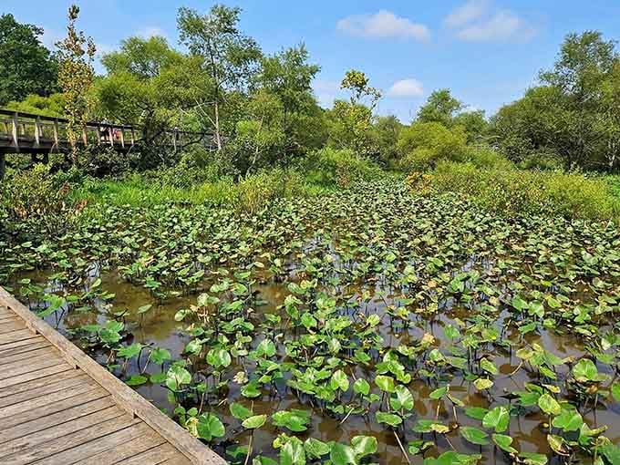 Water lilies carpet the marsh like nature's own wallpaper, creating scenes worthy of Monet's garden.