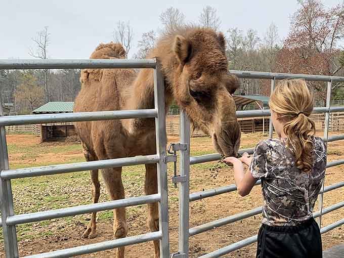 That camel's expression says it's seen some things, mostly tourists with snacks and questionable selfie angles.