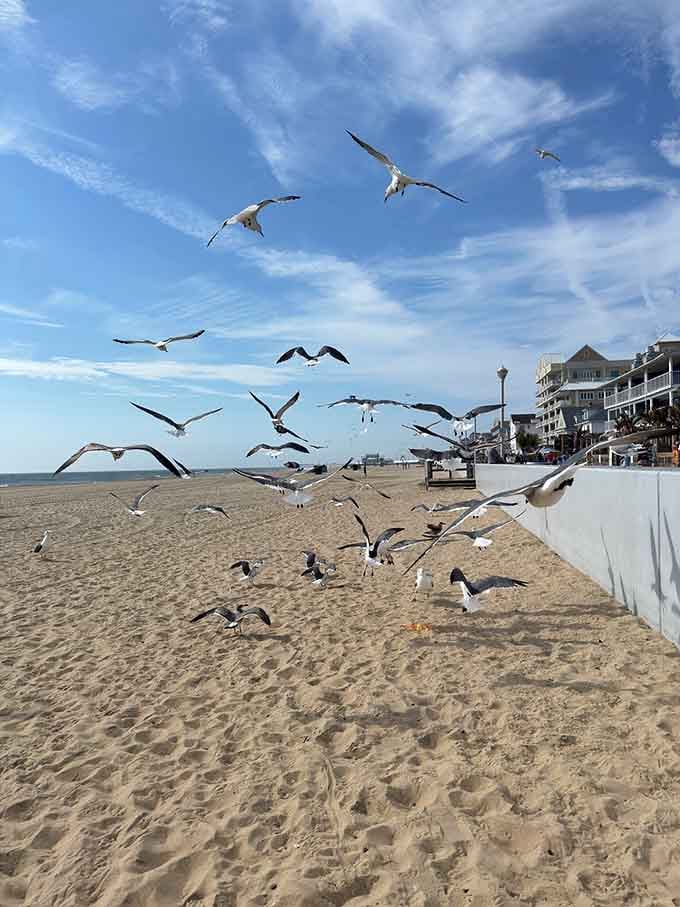 Hitchcock would've had a field day here, though these seagulls are more interested in fries than terror.