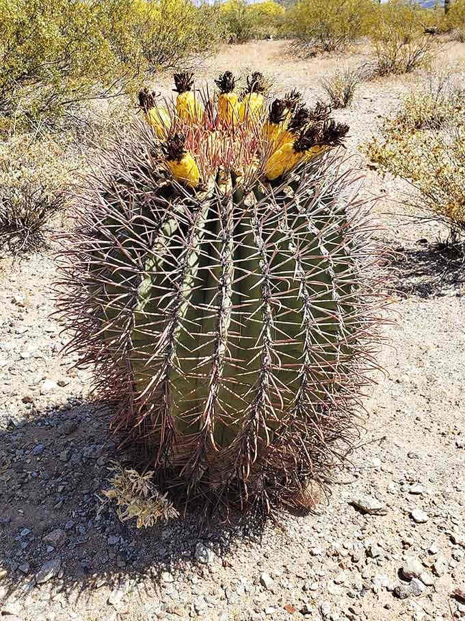 This barrel cactus is basically the porcupine of the plant world, only significantly less cuddly and more photogenic.