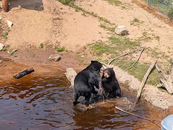 Two bears enjoy a refreshing splash session, proving that bath time isn't just for reluctant toddlers anymore.