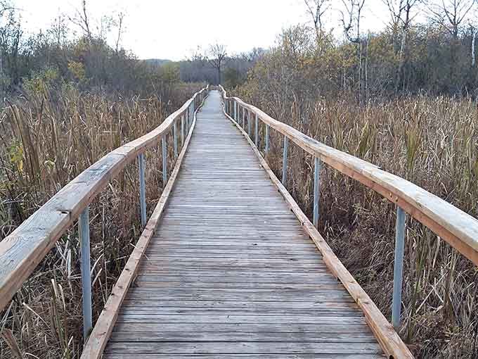 This boardwalk through the wetlands proves that the journey can be just as captivating as the destination.
