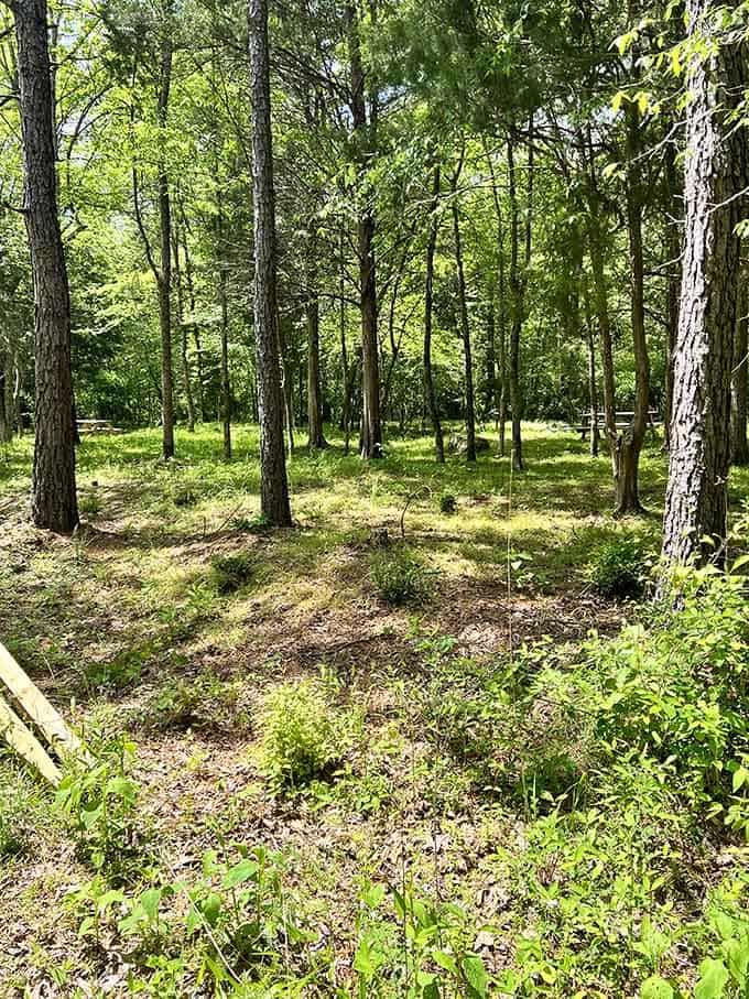 Sunlight filters through the canopy like nature's own stained glass, illuminating a peaceful forest clearing along the trail.
