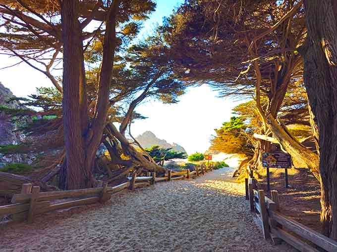 The path through twisted cypress trees is nature's way of saying, "Something good is coming, keep walking."