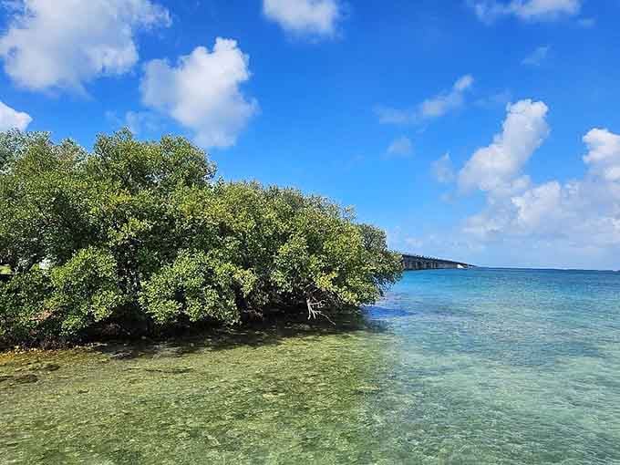 Mangroves hug the shoreline where crystal-clear water meets land, creating the perfect Keys postcard moment.