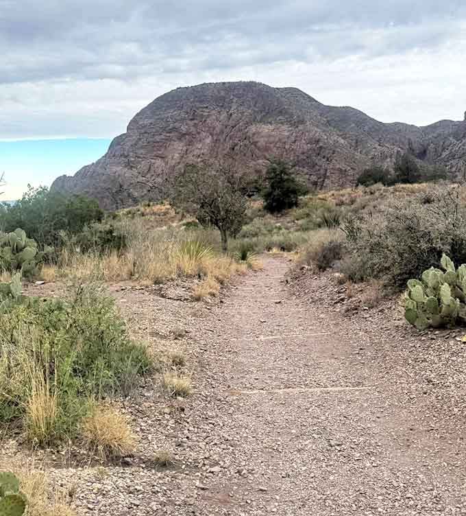The trail stretches ahead through classic Chihuahuan Desert terrain, where every cactus seems strategically placed for maximum authenticity.