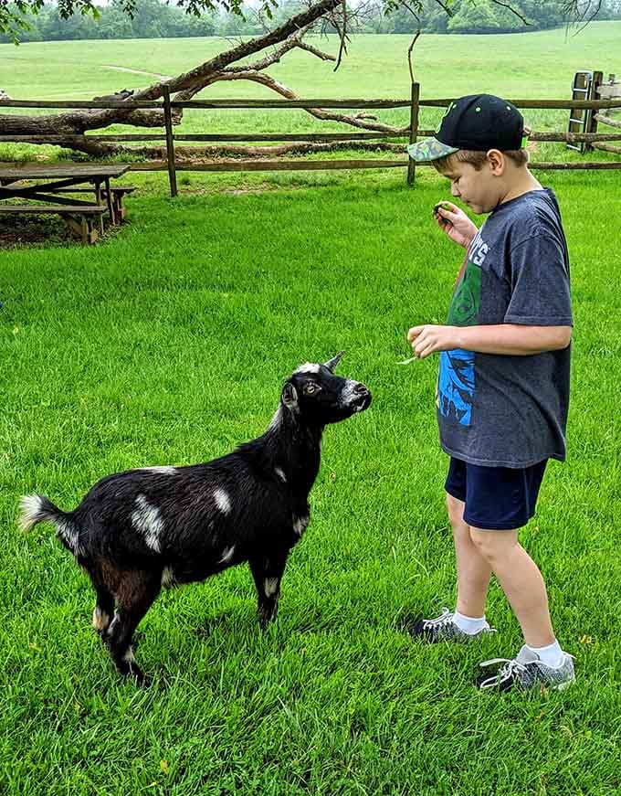 Feeding time brings pure joy as visitors share special moments with animals who've overcome difficult pasts.