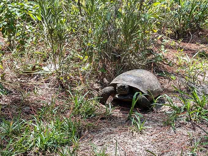 Local resident spotted taking a leisurely stroll, proving the slow life is definitely the good life around here.