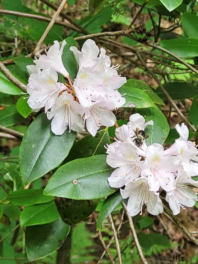 Spring blooms along the trail prove that Mother Nature never misses an opportunity to show off.