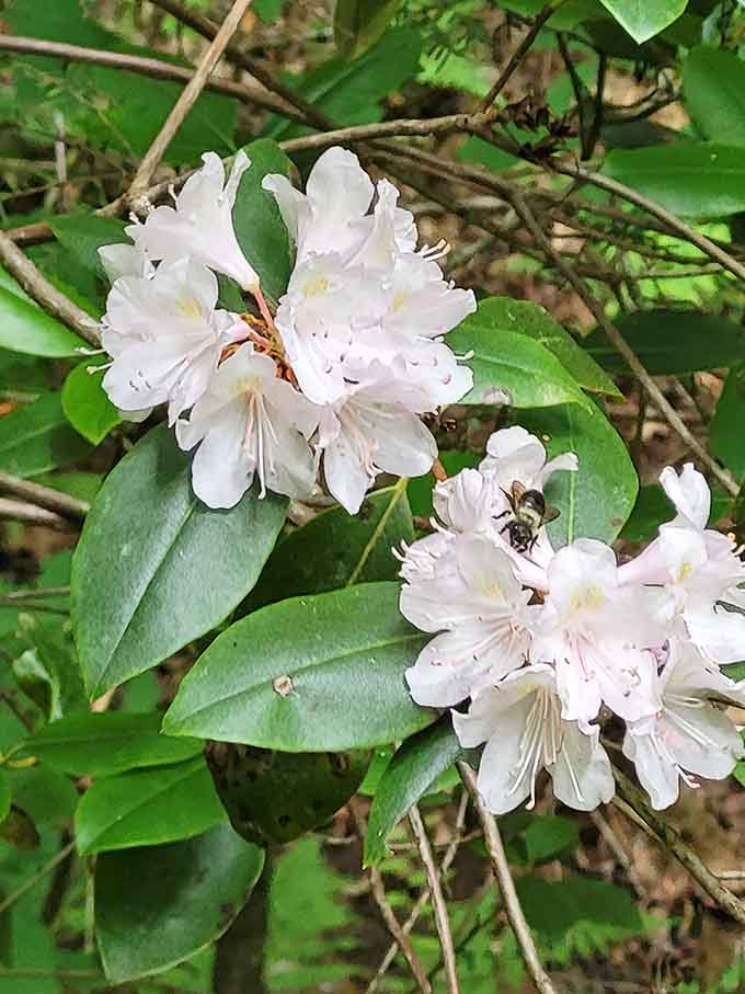 Mountain laurel blooms along the trail, proving that nature doesn't need a landscape architect to get it right.