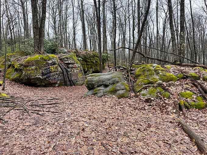 The forest floor between rock formations offers peaceful moments before you dive back into the stone labyrinth ahead.