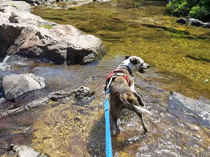 Even your four-legged friends can enjoy this natural wonder, though they might handle the rocks better than you.