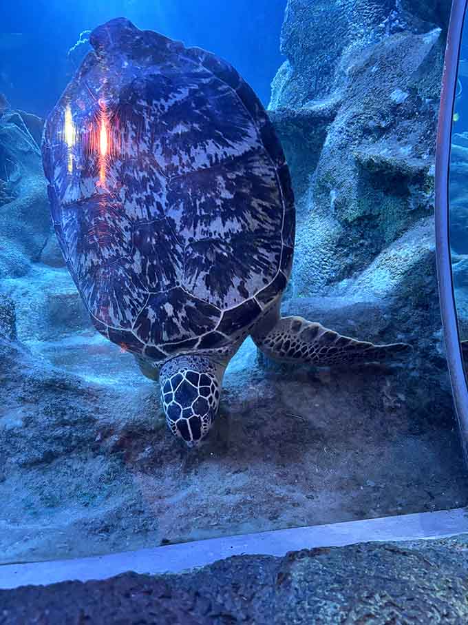 Sea turtles move with the grace of underwater ballet dancers, proving that slow and steady really does win the race.