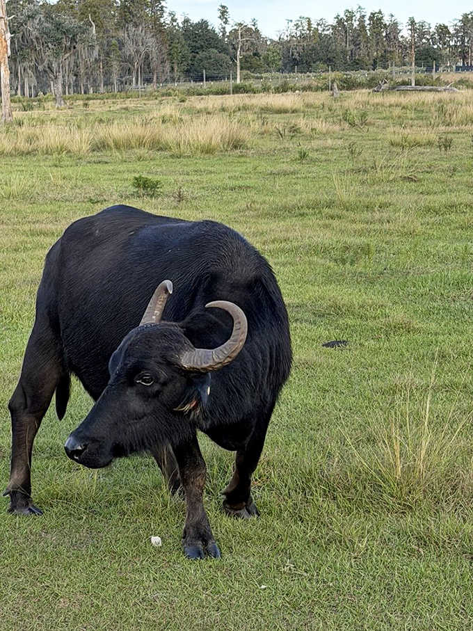 Water buffalo with attitude, proving that horns this impressive come with the right to look however they please.