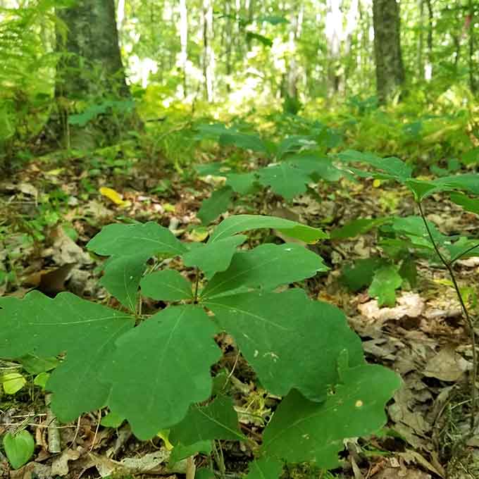 The forest floor in Scotland whispers stories that only patient listeners can hear and appreciate.