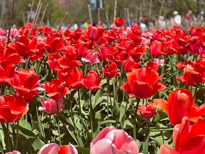 Spring at The Battery means tulips so vibrant they make your neighbor's garden look like a black-and-white photograph.