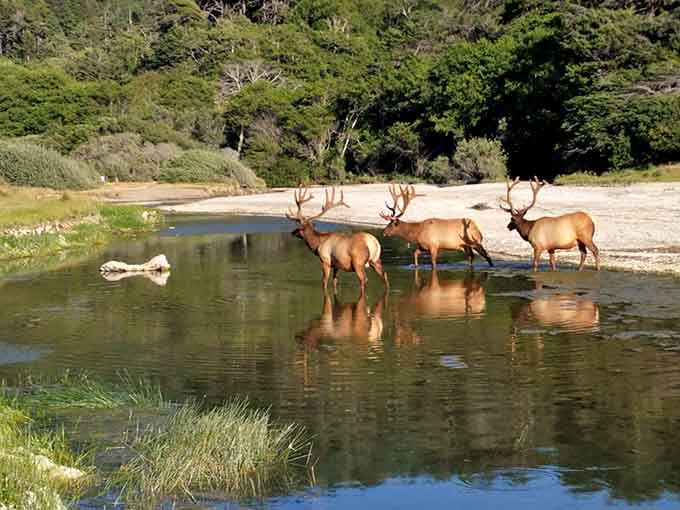 Roosevelt elk gather like they're planning the world's most majestic neighborhood meeting by the water.