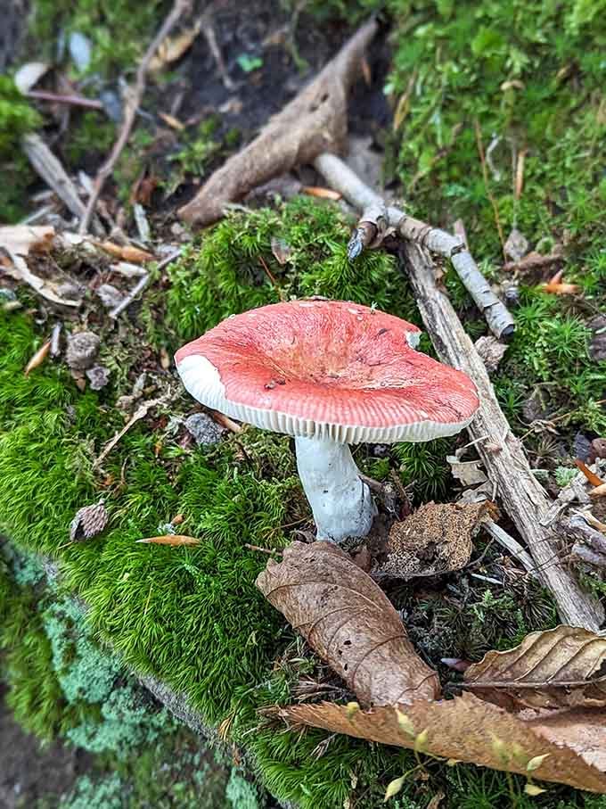 This crimson beauty looks straight out of a fairy tale, minus the talking caterpillar and questionable advice about mushrooms.