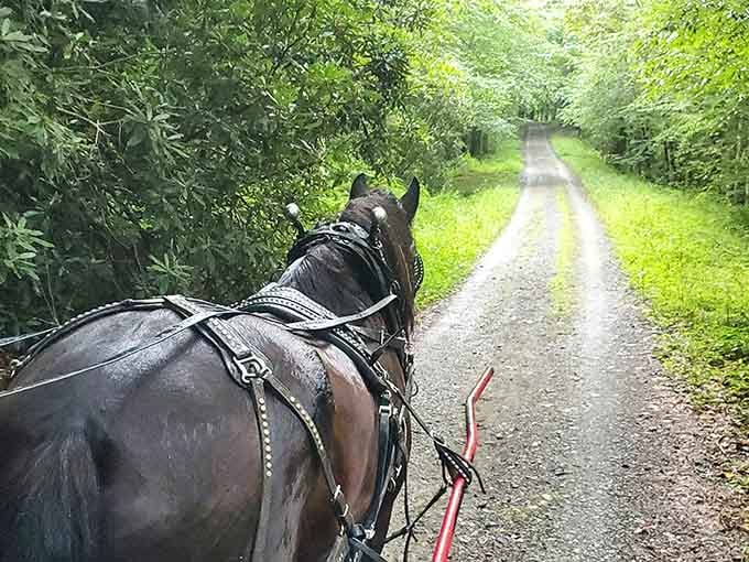 Your trusty steed knows exactly where he's going, even if you're still consulting your internal GPS system.