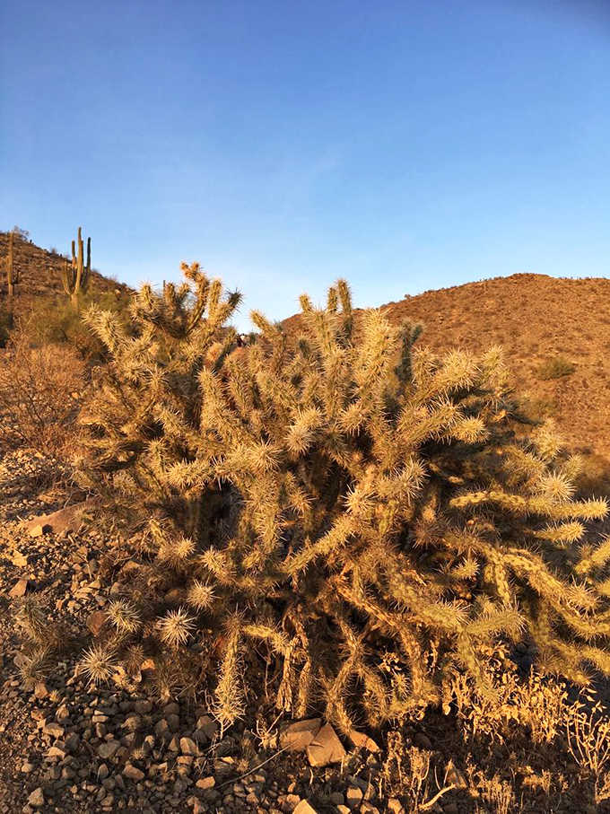 Golden hour transforms the jumping cholla into nature's own light show, beautiful from afar and best admired that way.