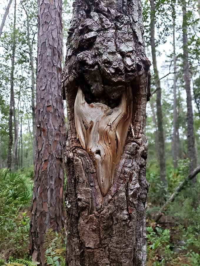 Even the trees tell stories here, their weathered bark carved by time into fascinating natural sculptures.