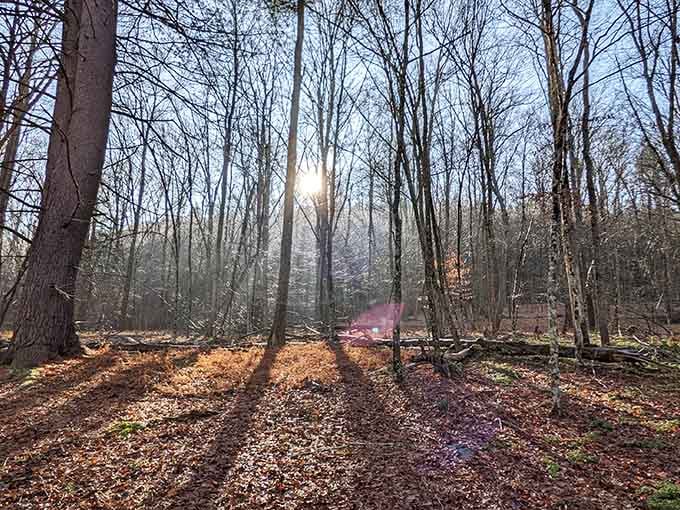 Sunlight filtering through bare trees creates that magical winter light photographers dream about and the rest of us just enjoy.