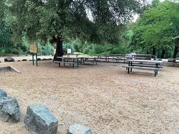 Picnic tables under ancient oaks, where the only thing older than the trees are the stories they've witnessed.