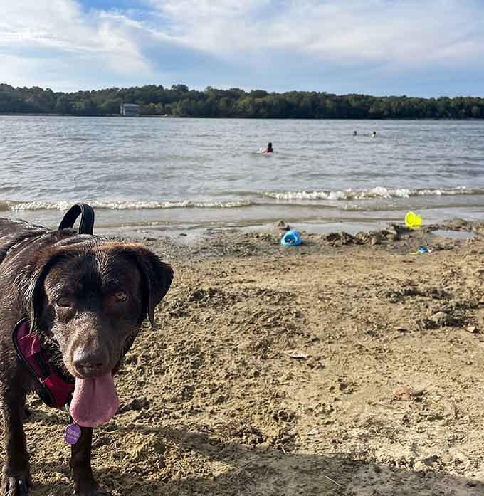 Even the four-legged family members know a great beach day when they see one.