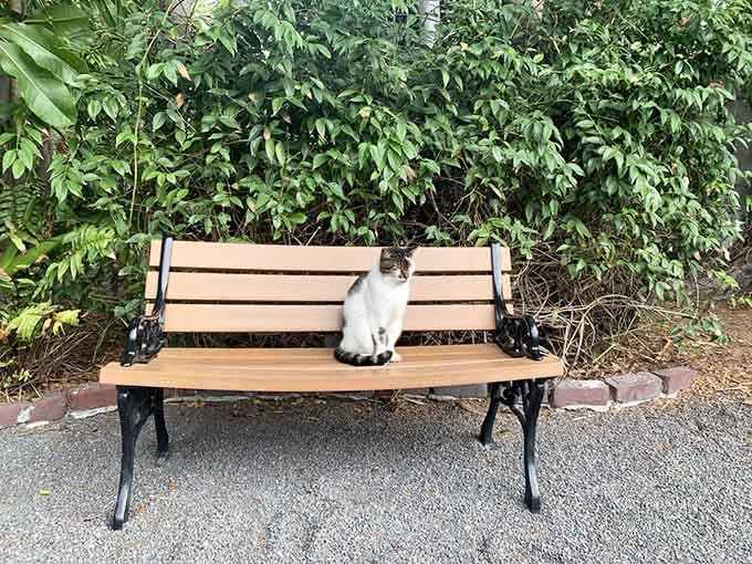 This garden bench comes with its own furry greeter, because why sit alone in paradise?