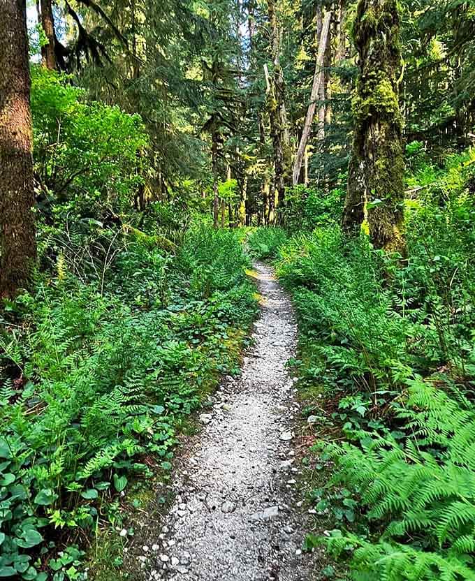 Ferns flanking your path like nature's welcome committee, inviting you deeper into the Pacific Northwest's green embrace.