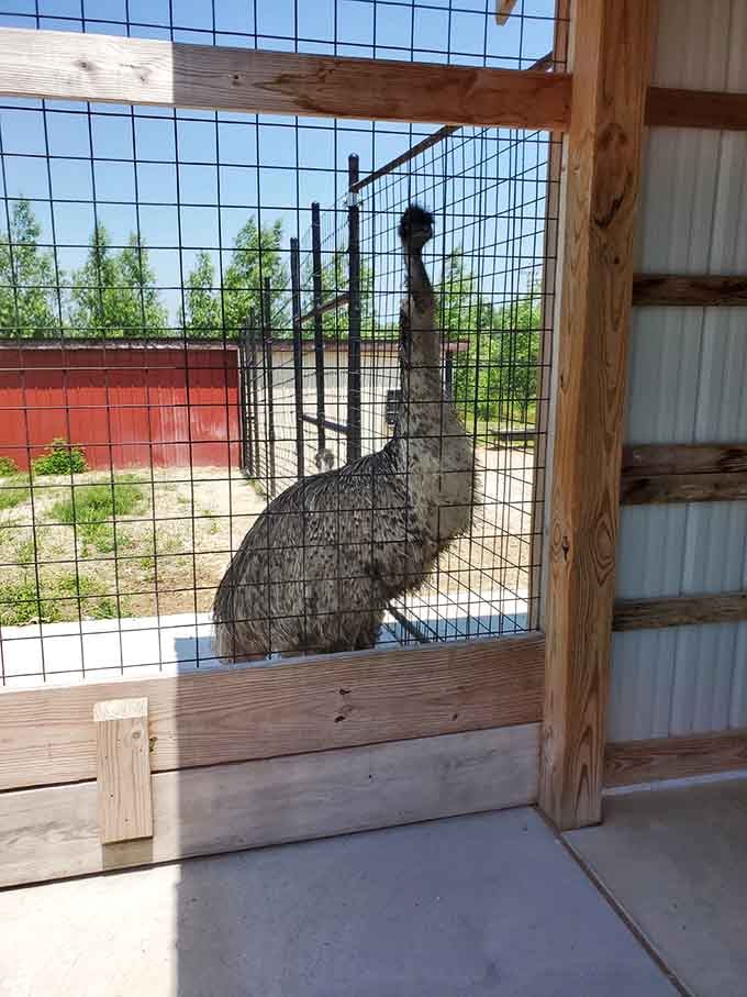 An emu strikes a pose, looking surprisingly majestic for a bird that's basically organized chaos.