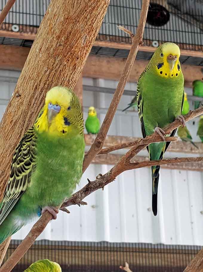 These vibrant budgies chattering away in their aviary bring more color than your average Ohio spring garden.