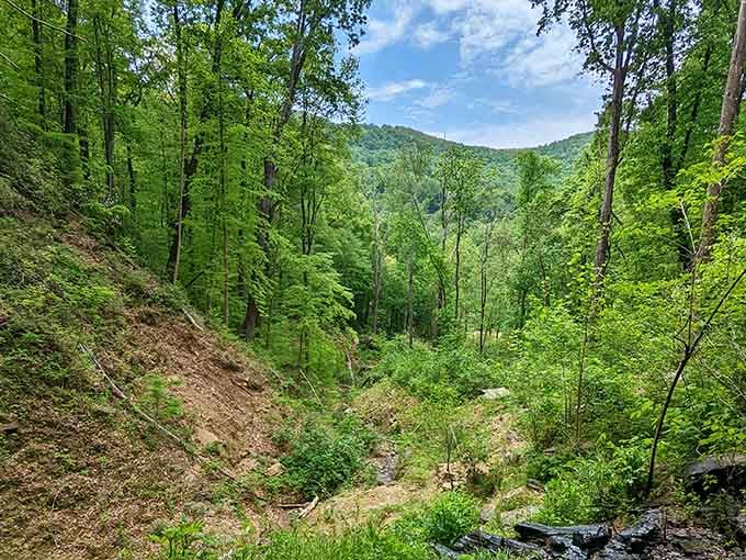 Forest trails wind through green valleys where hiking doesn't require a sherpa or emergency beacon.