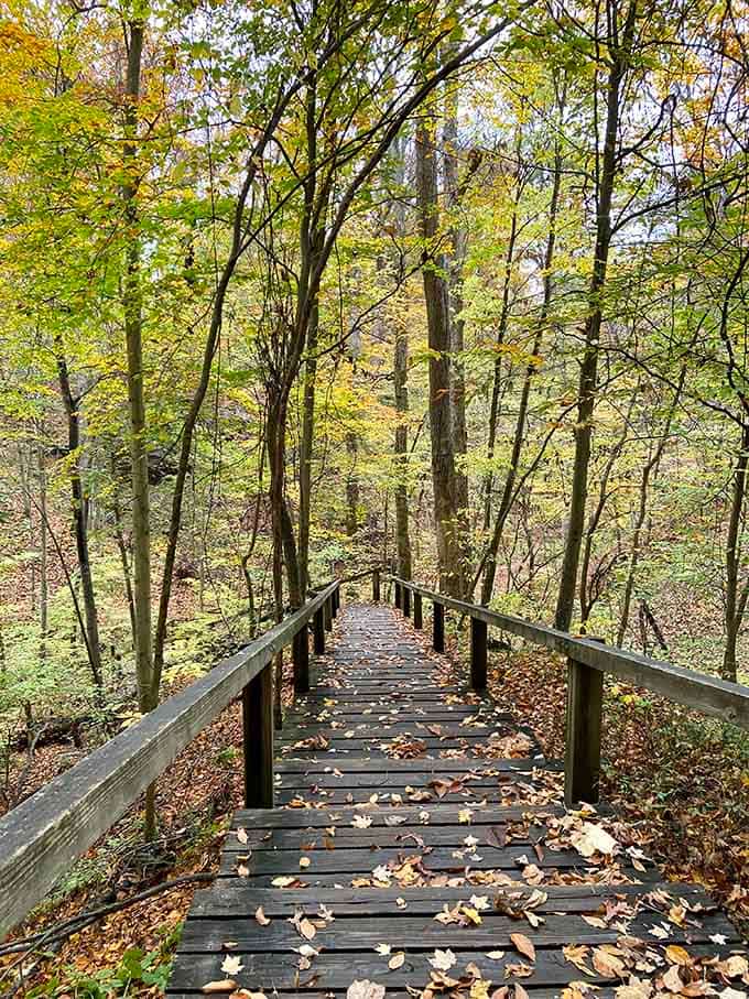 Autumn leaves carpet these wooden steps descending into the canyon, nature's way of decorating for fall.