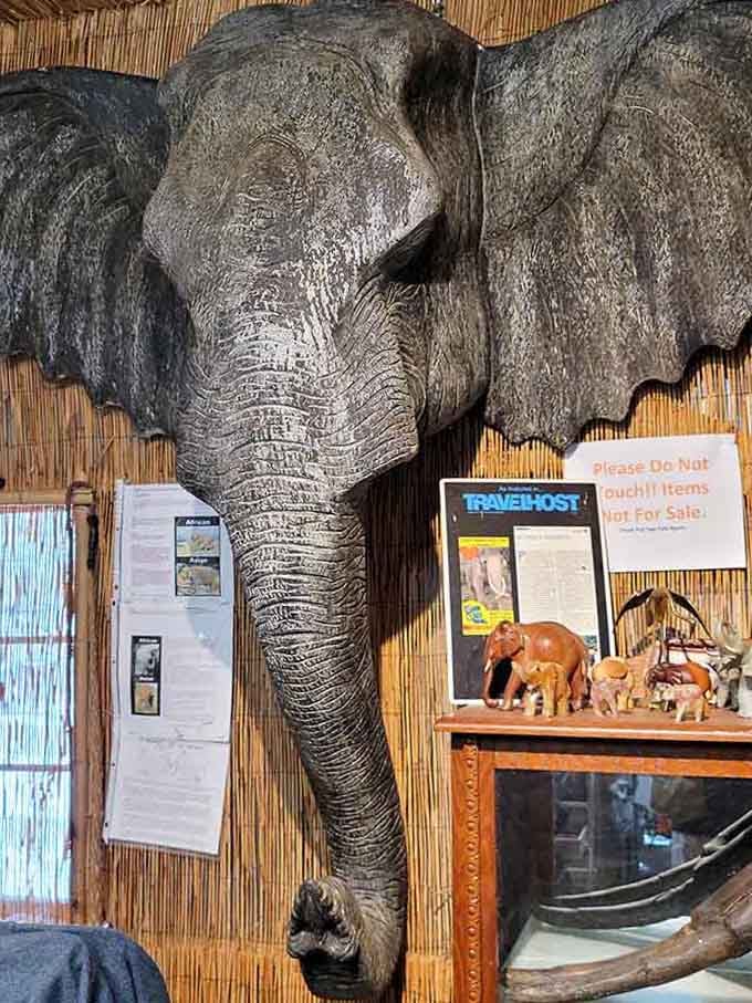 An elephant head display highlights just how magnificent and awe-inspiring these animals truly are.
