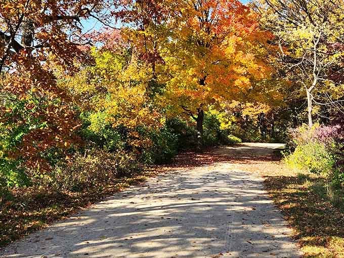 Autumn transforms the trail into nature's own runway show, and every tree is dressed to impress.