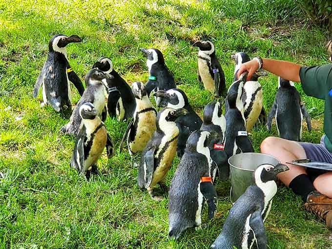 A penguin convention in Virginia, because why should Antarctica have all the fun with these tuxedoed characters?