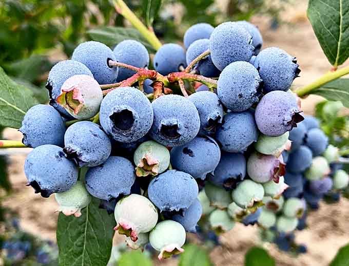 Plump blueberries wear morning dew like tiny crowns, waiting patiently for your basket and breakfast plans tomorrow.