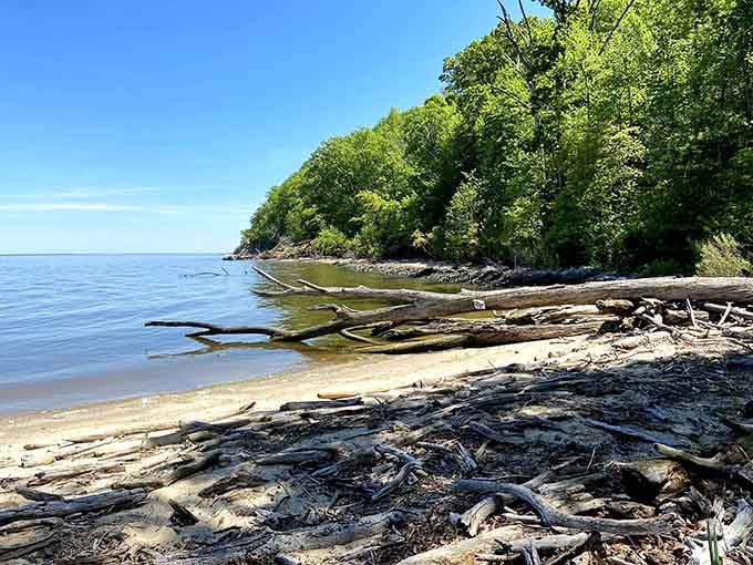 Nature's sculpture garden, where driftwood becomes art and every piece tells a watery story.