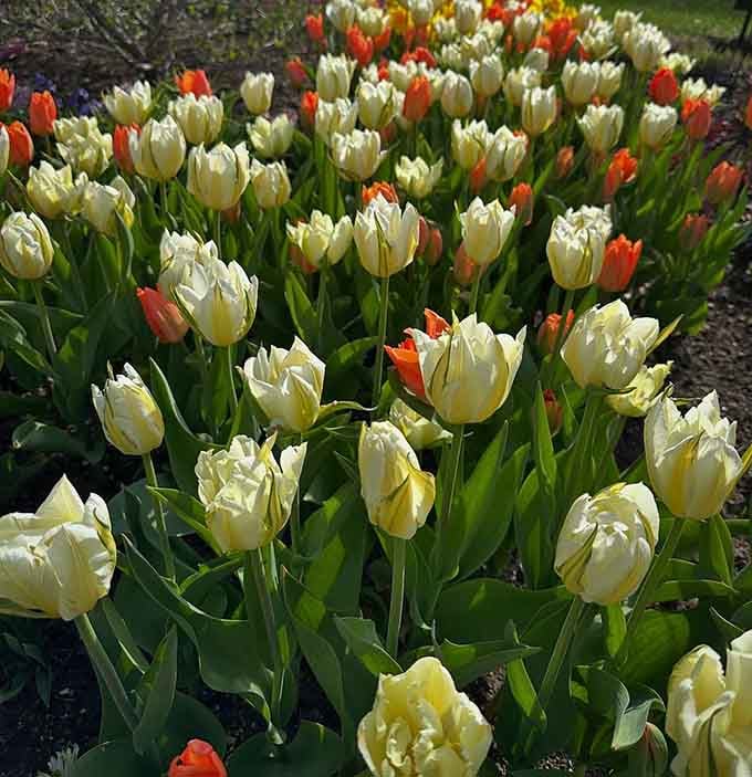 Tulips so perfect they make Dutch gardens jealous, and that's saying something for Connecticut.