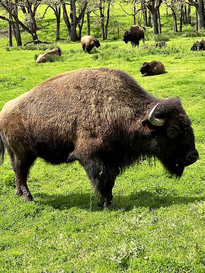 American bison grazing peacefully, reminding us that Oregon's wildlife game goes way beyond the expected repertoire.